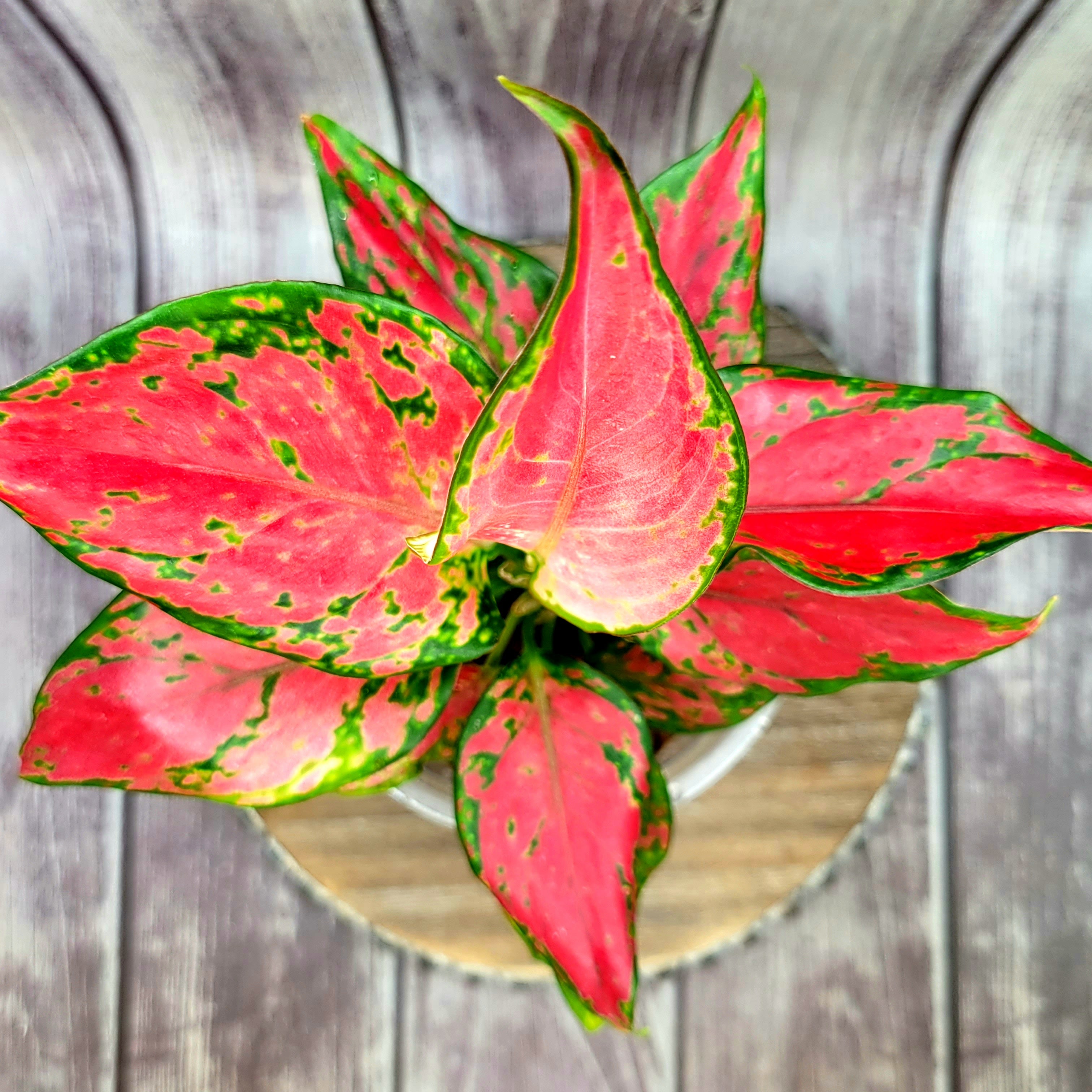 Collections – LV Plantas