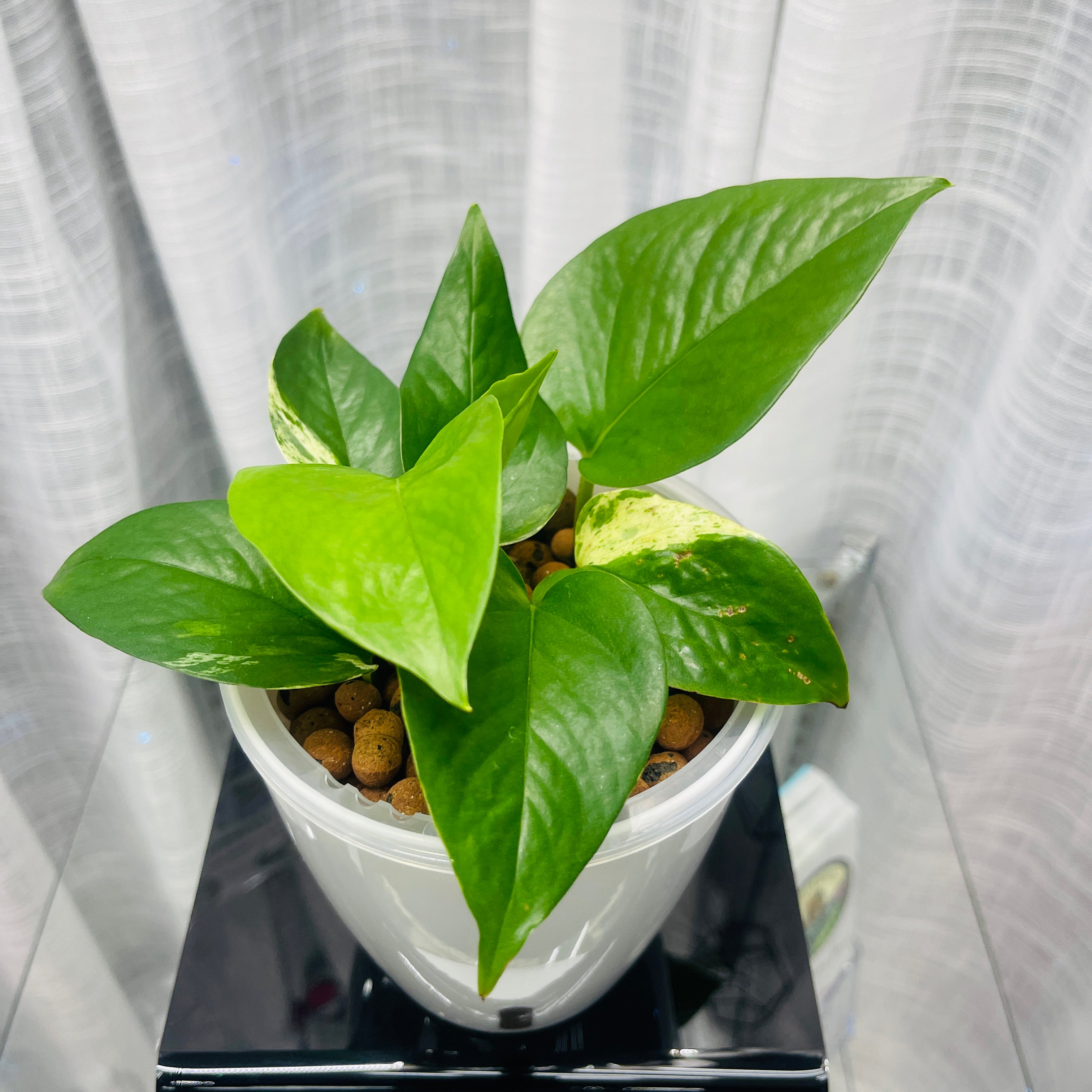 Pothos Marble, Pre-Planted – LV Plantas