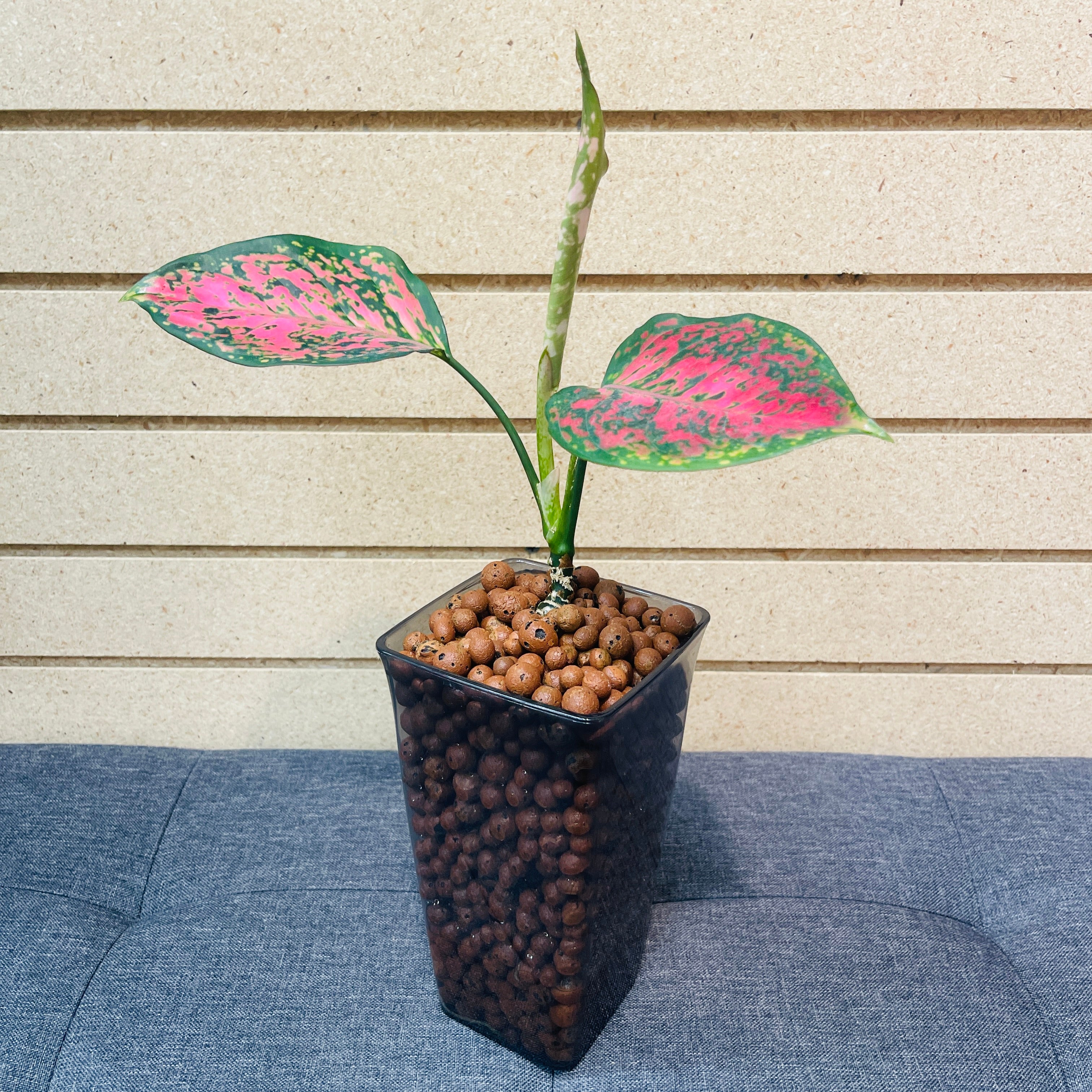 Aglaonema Ruby Ray Smokey Rectangular Vase, Pre-Planted – LV Plantas