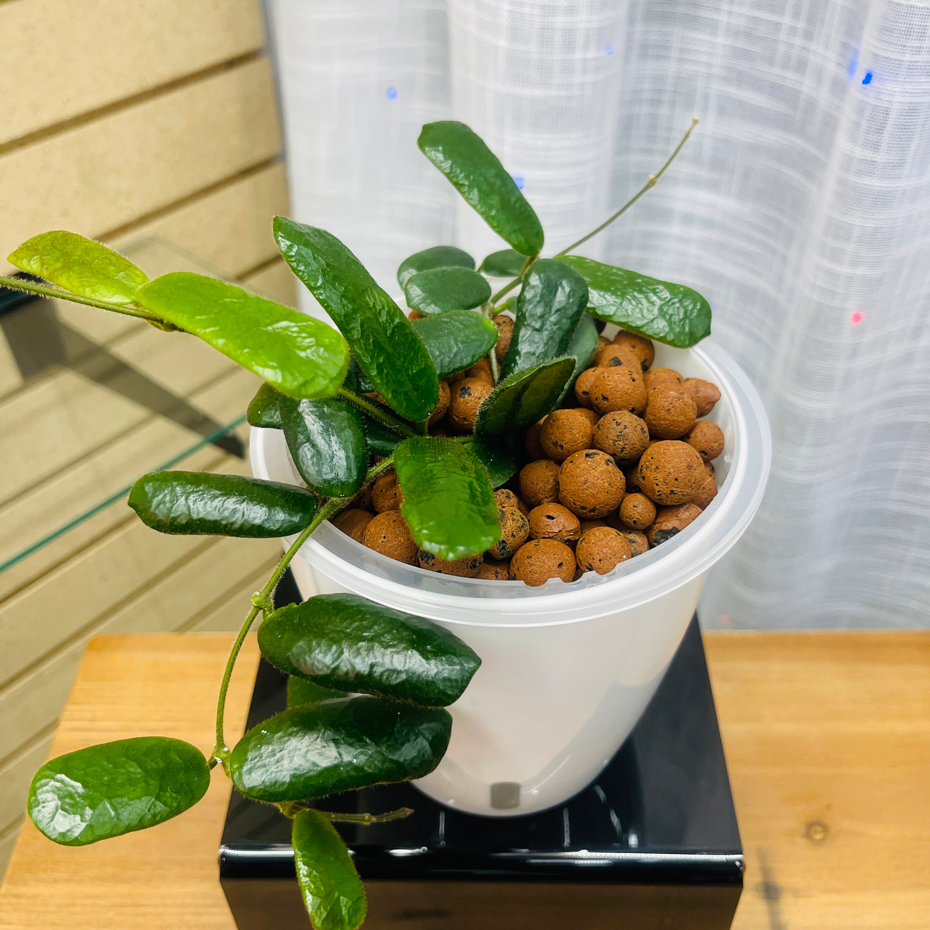 Hoya Rotundiflora, Pre-Planted – LV Plantas