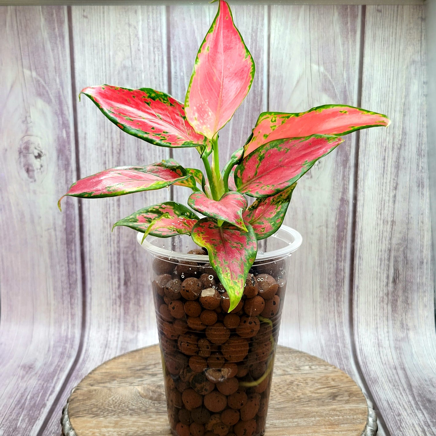 LV Plantas Cuban Roots, Vegas Grown, Semi-hydroponic, Starter Plants