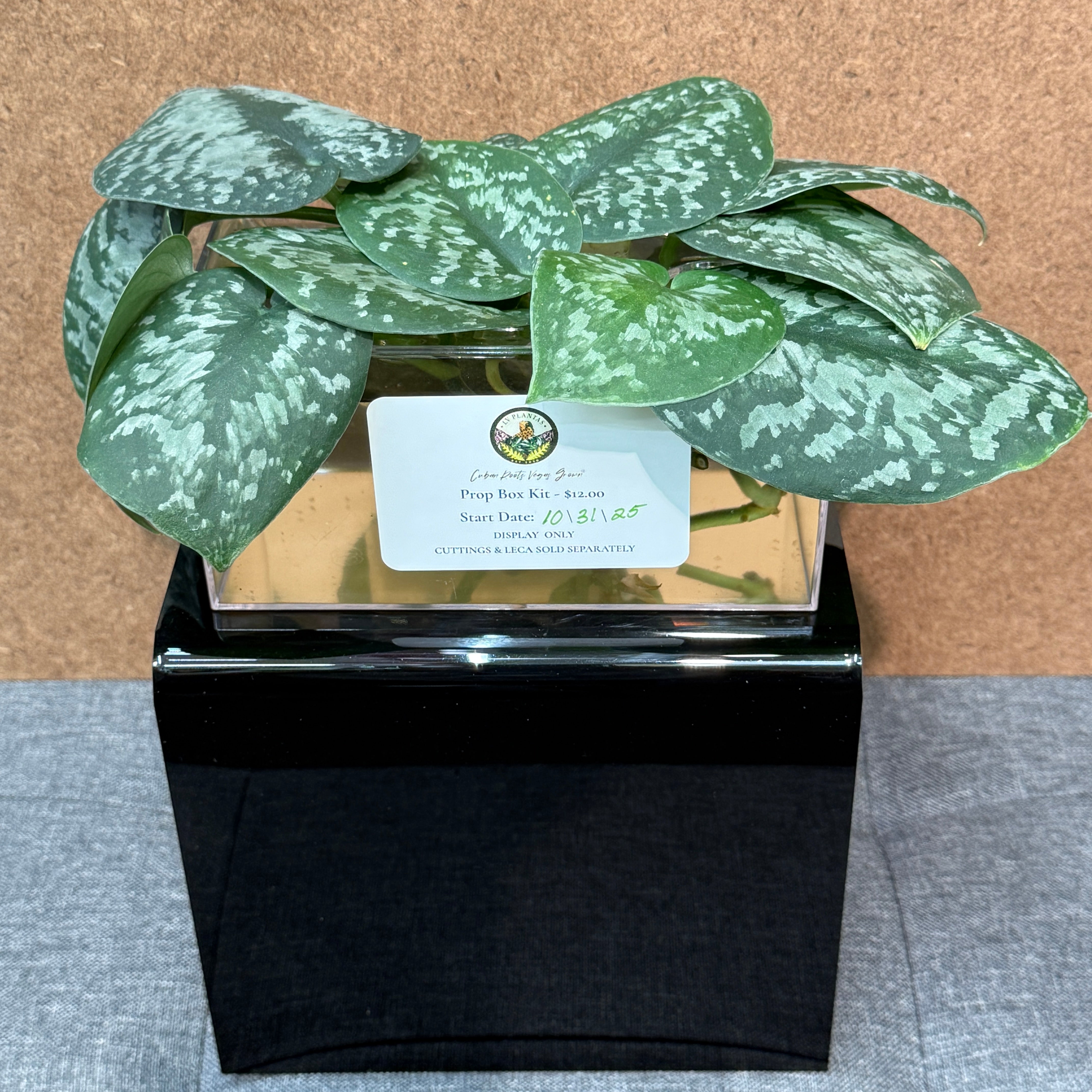 Prop Box Kit – LV Plantas