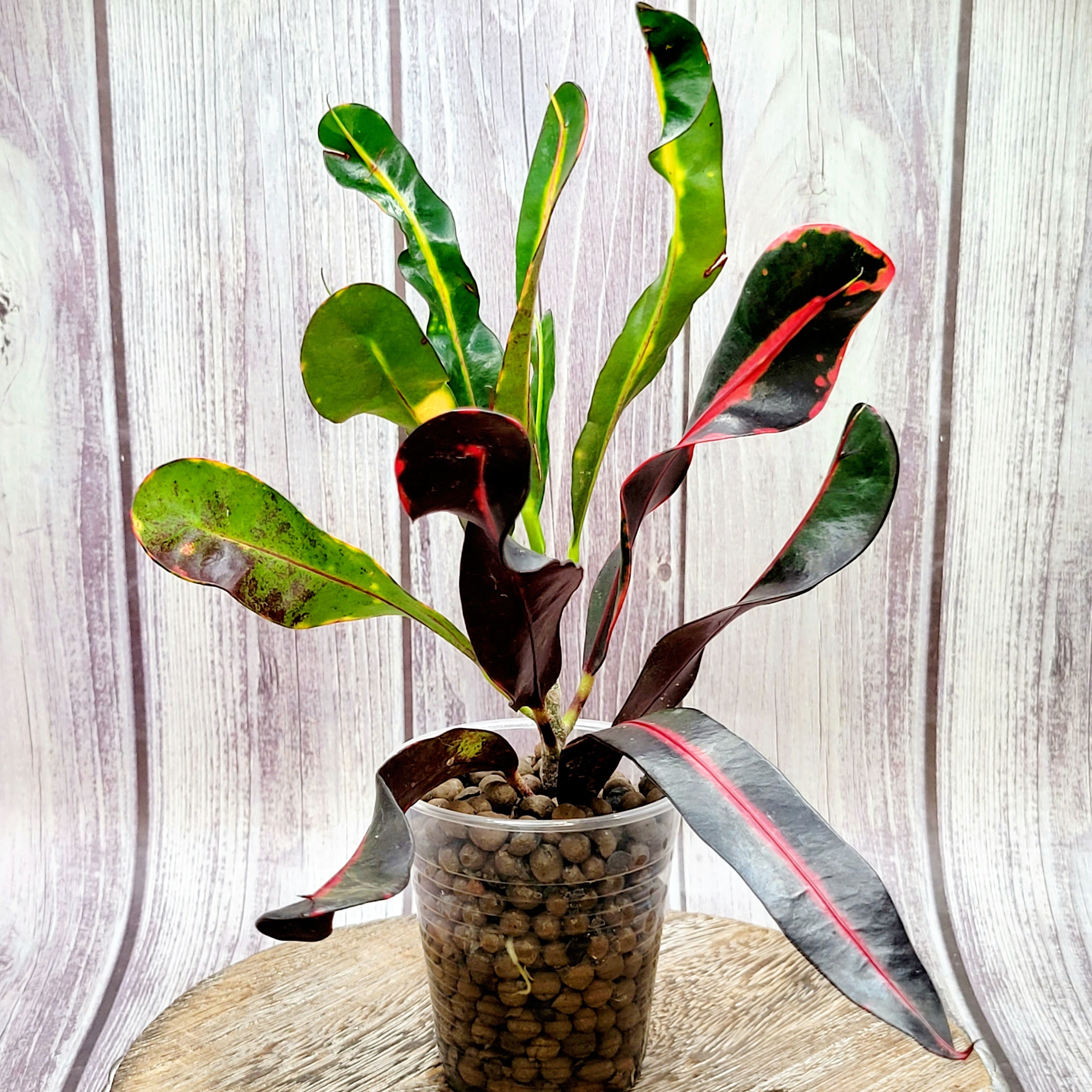 Products – LV Plantas