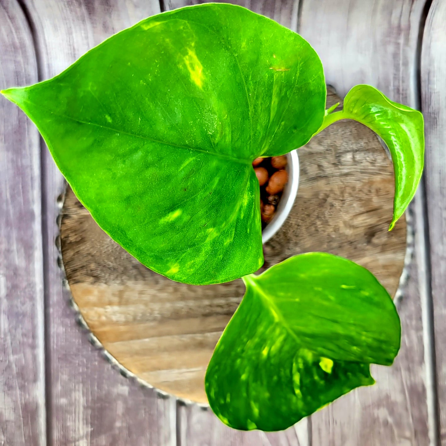LV Plantas Cuban Roots, Vegas Grown, Semi-hydroponic, Starter Plants