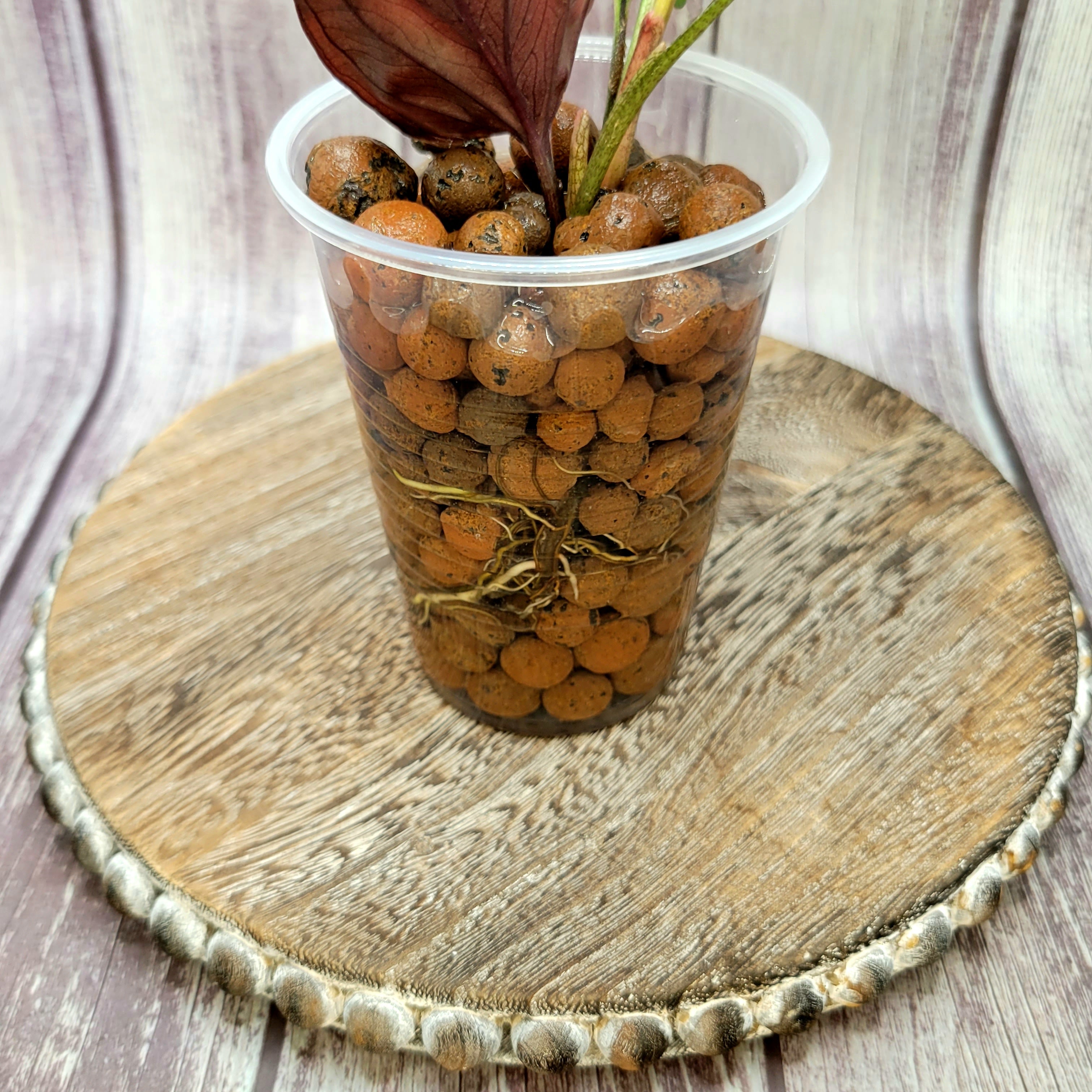 Syngonioms – LV Plantas